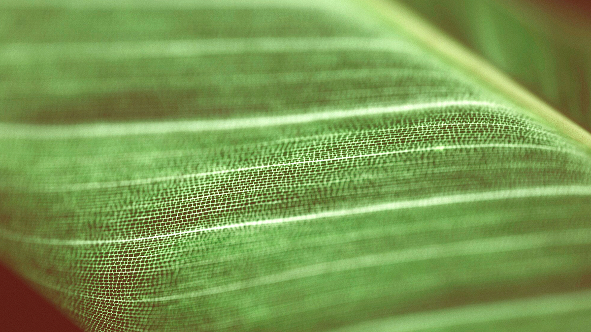 Sustainable Textiles & Biochemicals from Halophytes | HALO-TEX